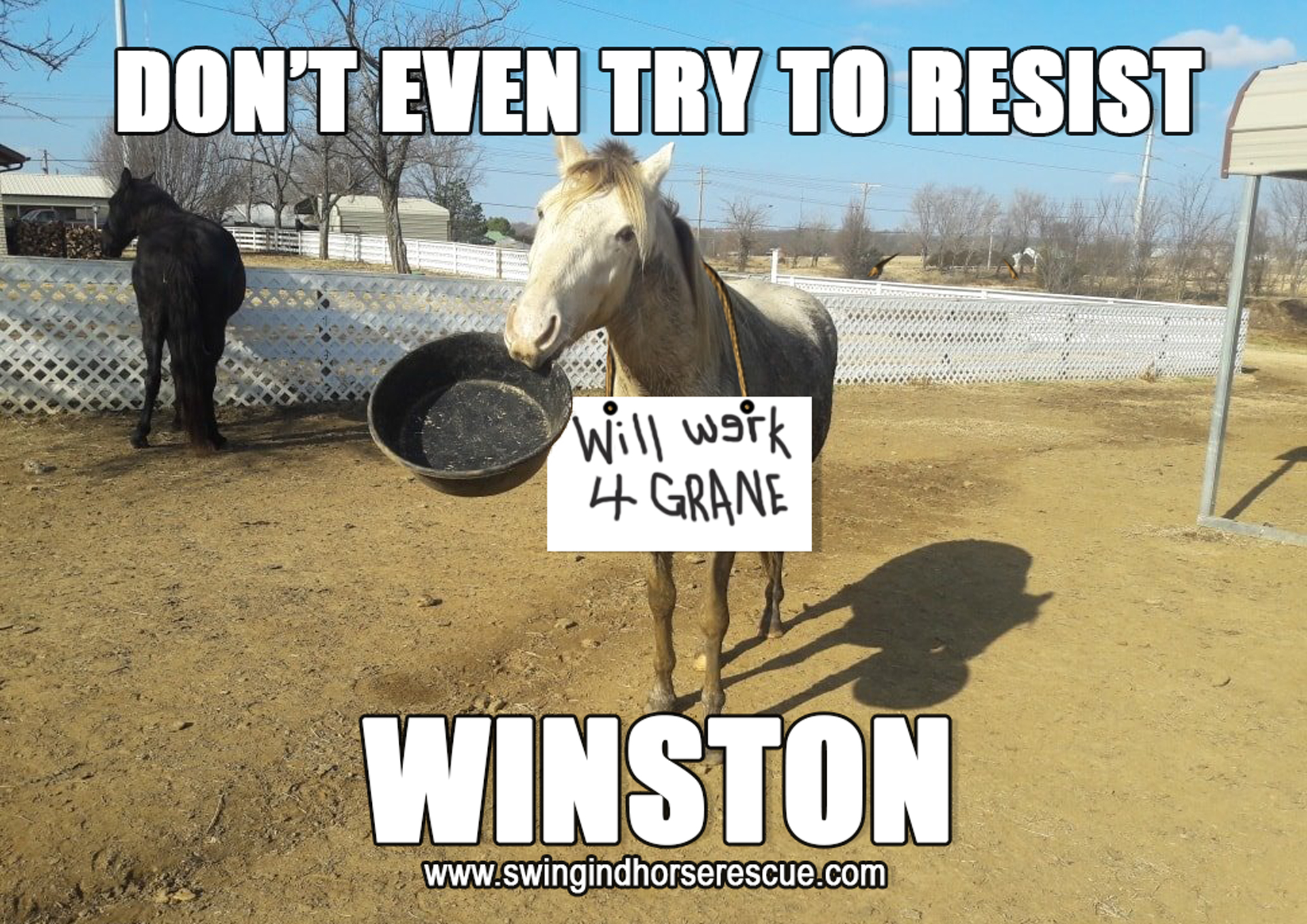 $25 Donation - Swingin D Horse Rescue