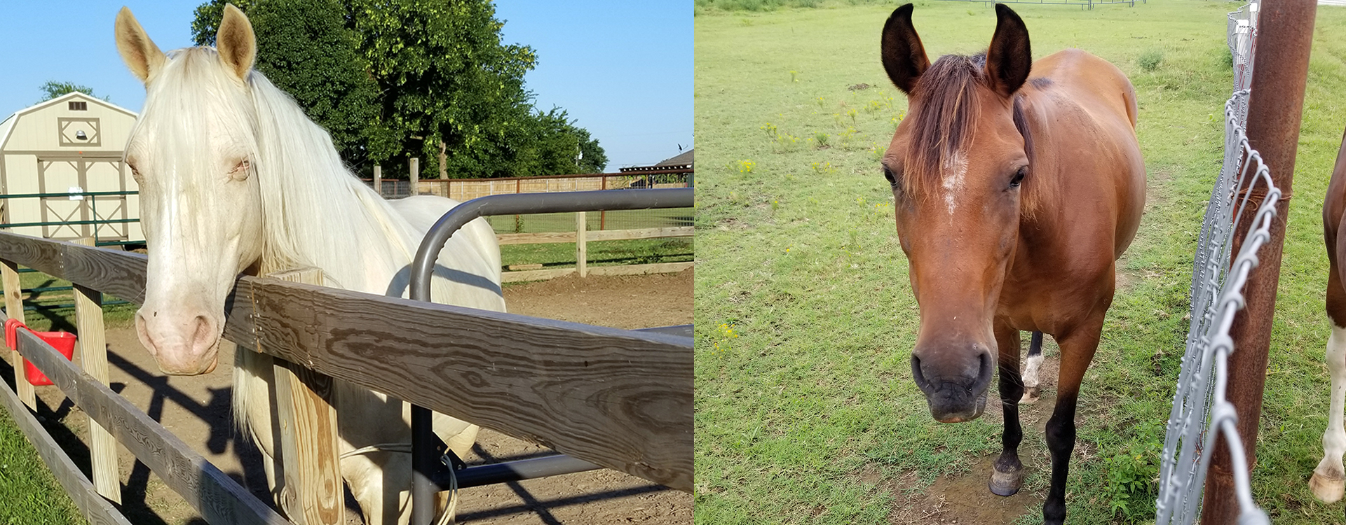 Dueling Divas - Meet Mazi and Ani - Swingin D Horse Rescue