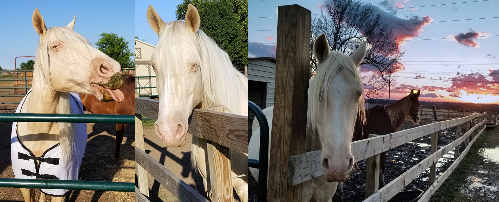 "Free to a Good Home" - Swingin D Horse Rescue
