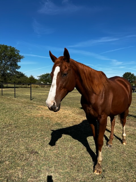 Aurora - Swingin D Horse Rescue